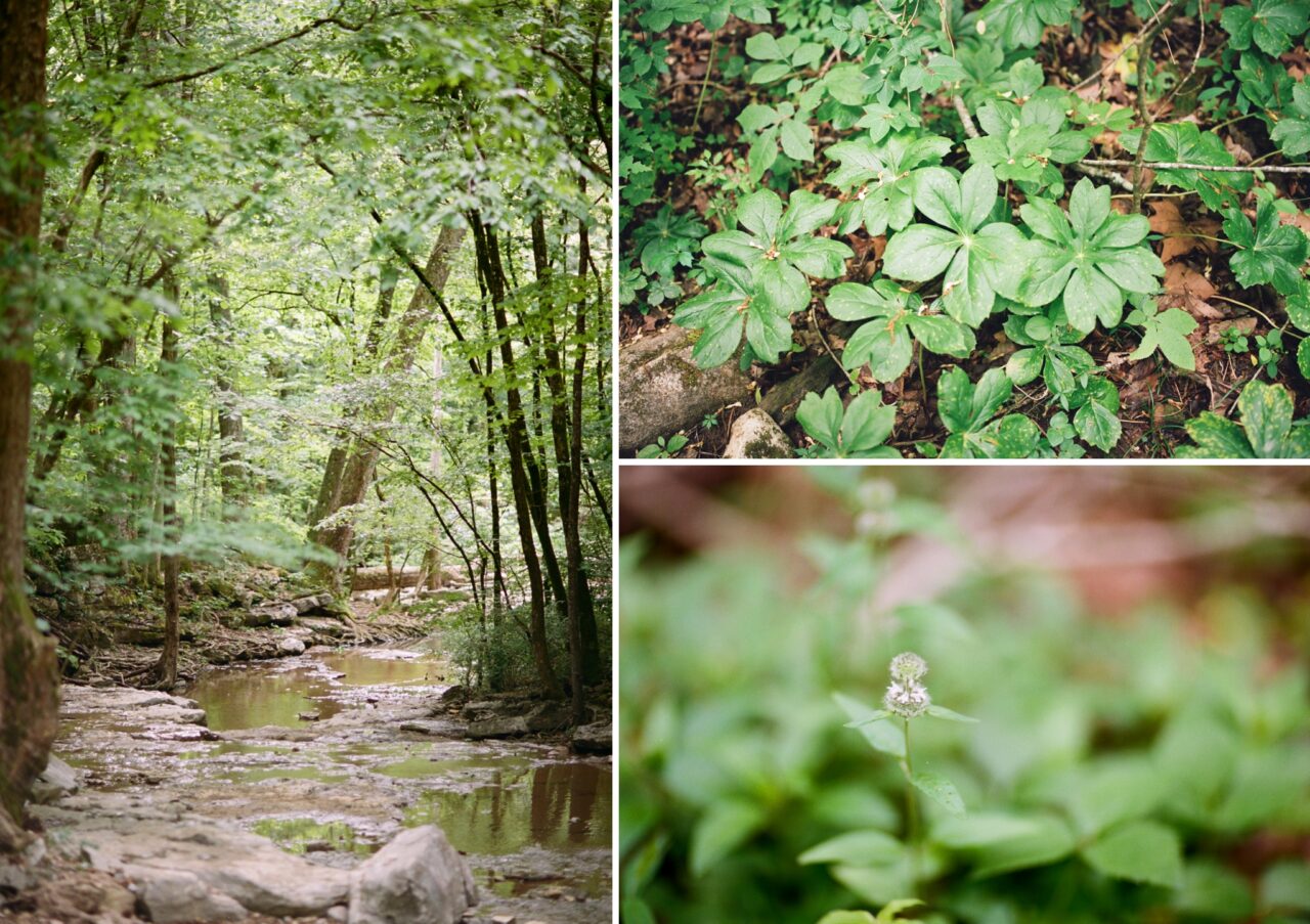 Katie & Isaac’s Wildflower Trail Elopement | White Rabbit Studios